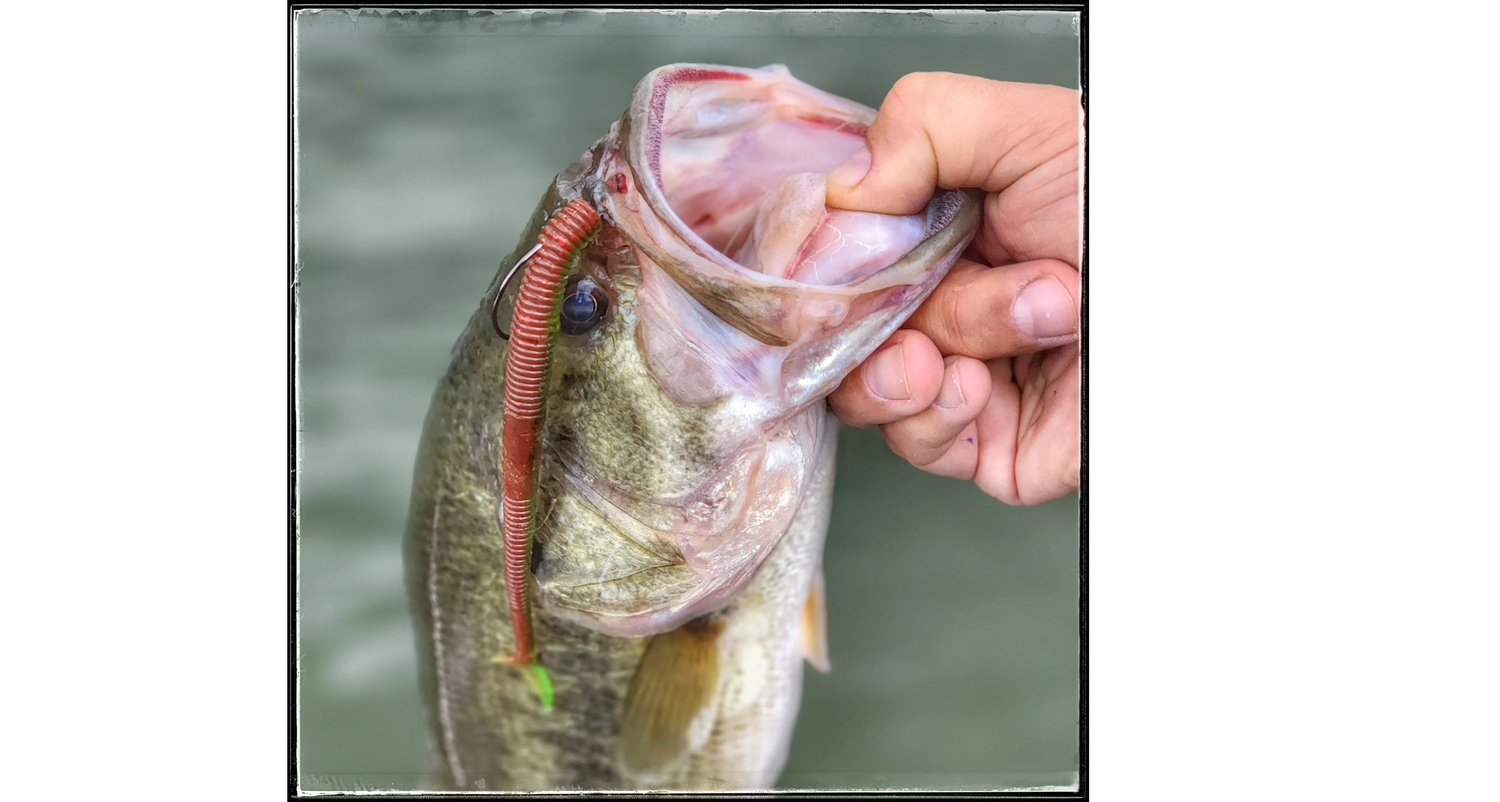 Chris has been using the Shark Tail worm with great success. The actio ...